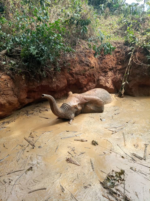 Paramount Roles of Elephants in Bionetworks | Paramount Ecological ...